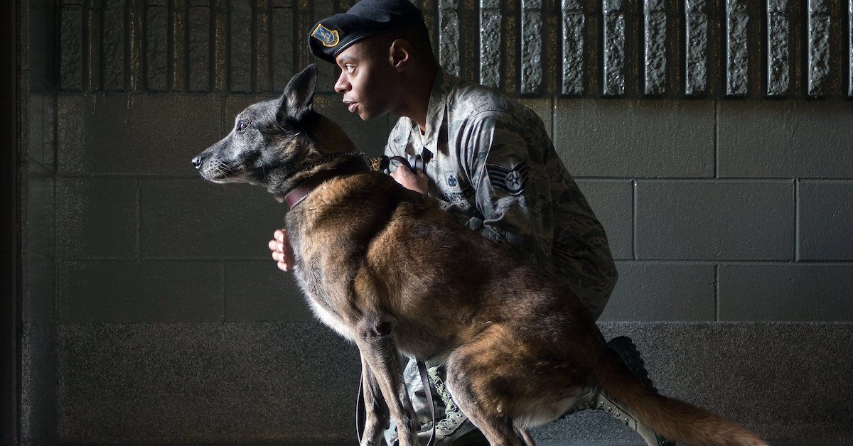 The History of K9s in the Military: Military Working Dogs - PPAK9 ...
