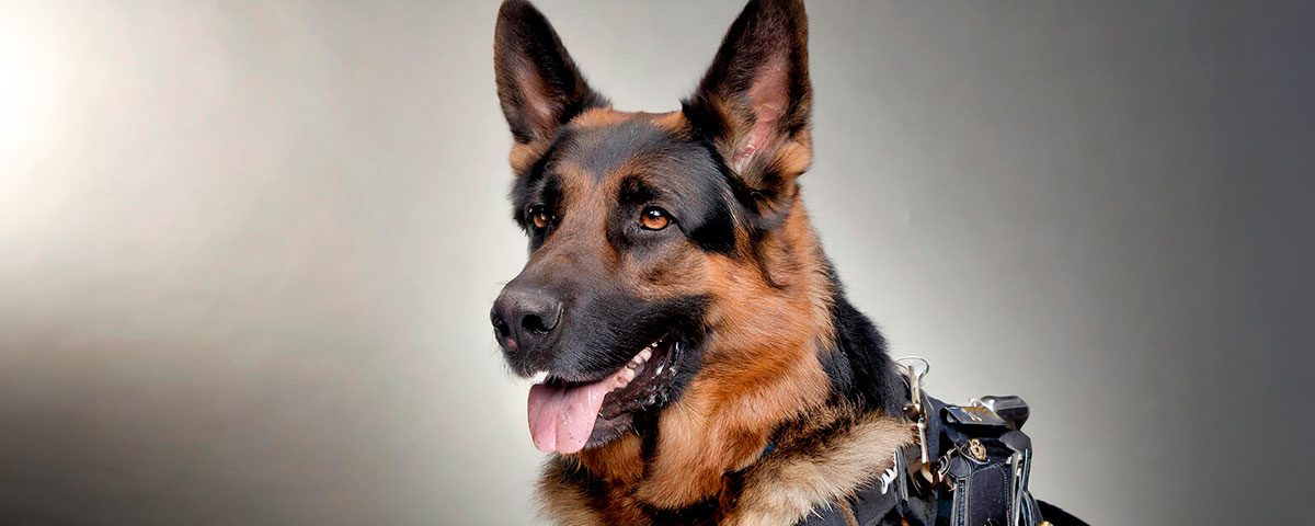 Donate to Help Provide Life-Saving Equipment to Military Working Dogs ...
